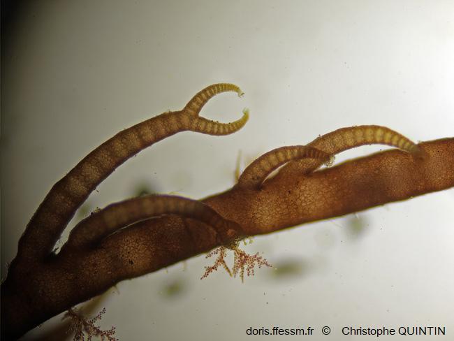 Ceramium botryocarpum | DORIS