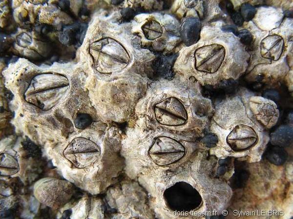 Chthamalus montagui | DORIS