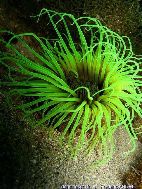 Cerianthus membranaceus | DORIS