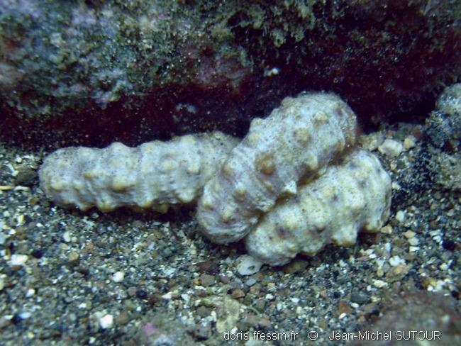 Isaurus tuberculatus | DORIS