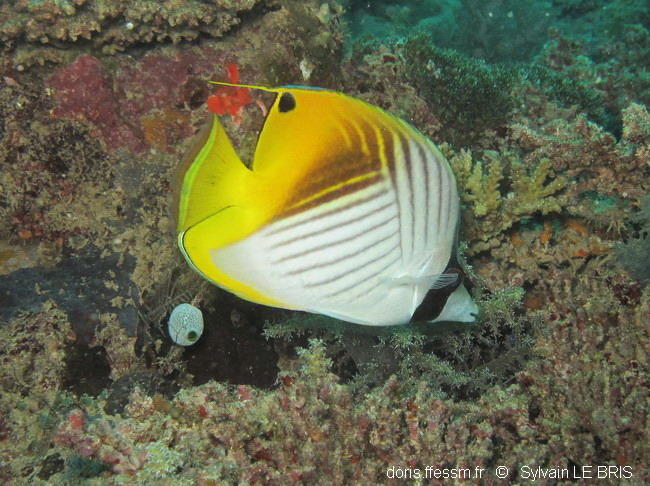 Chaetodon auriga | DORIS