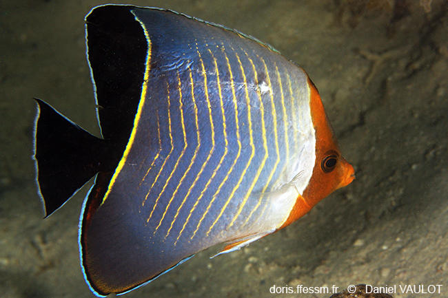 Chaetodon larvatus | DORIS