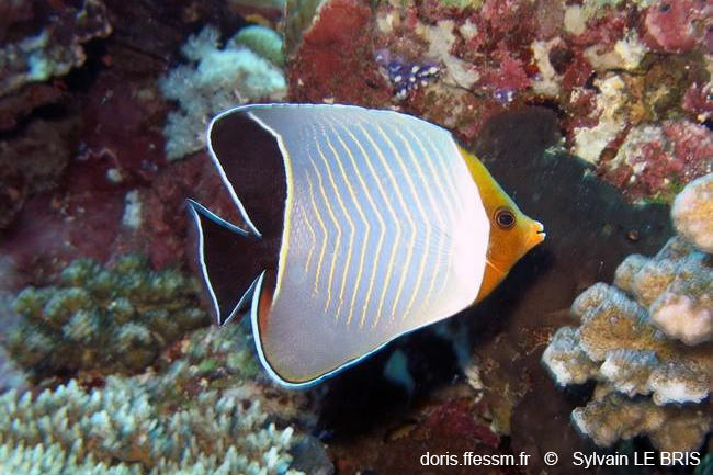 Chaetodon larvatus | DORIS