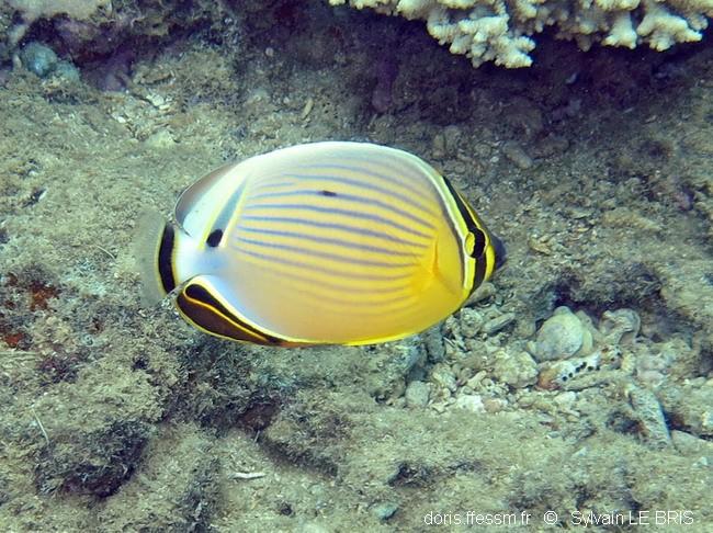 Chaetodon lunulatus | DORIS