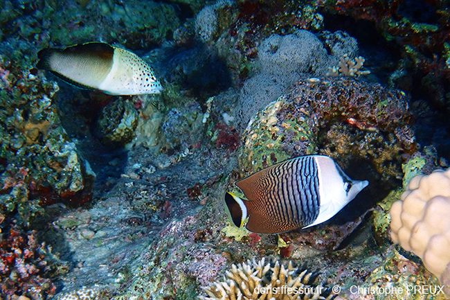 Chaetodon mesoleucos | DORIS