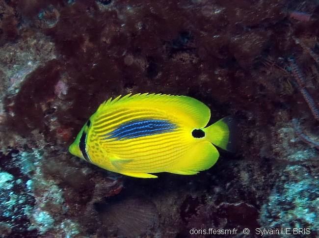 Chaetodon plebeius | DORIS