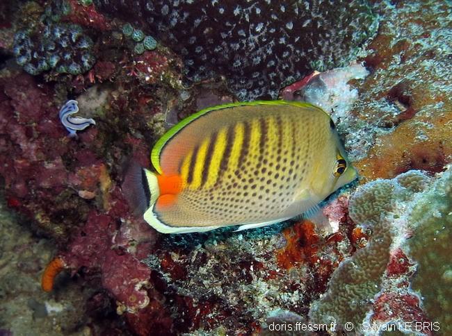 Chaetodon punctatofasciatus | DORIS