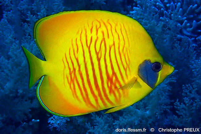 Chaetodon semilarvatus | DORIS