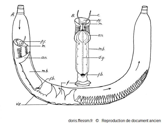 Chaetopterus variopedatus | DORIS