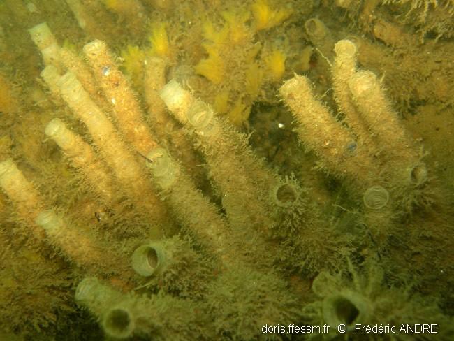 Chaetopterus variopedatus | DORIS