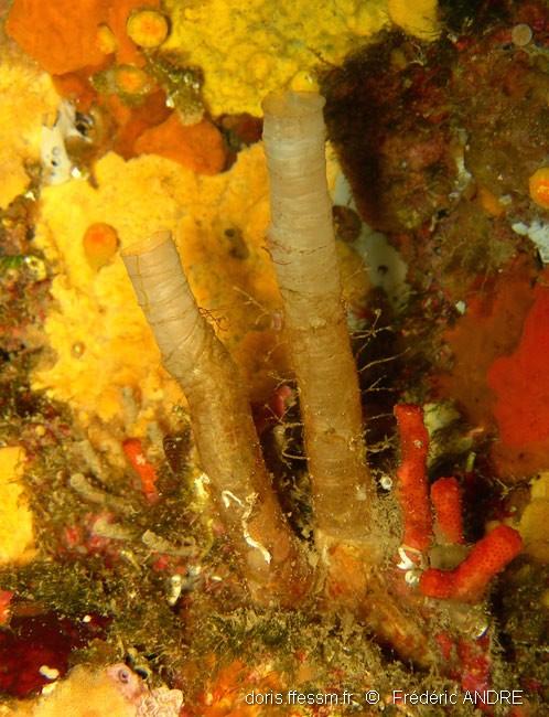 Chaetopterus variopedatus | DORIS