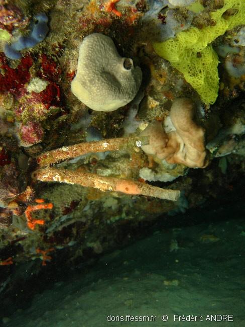 Chaetopterus variopedatus | DORIS