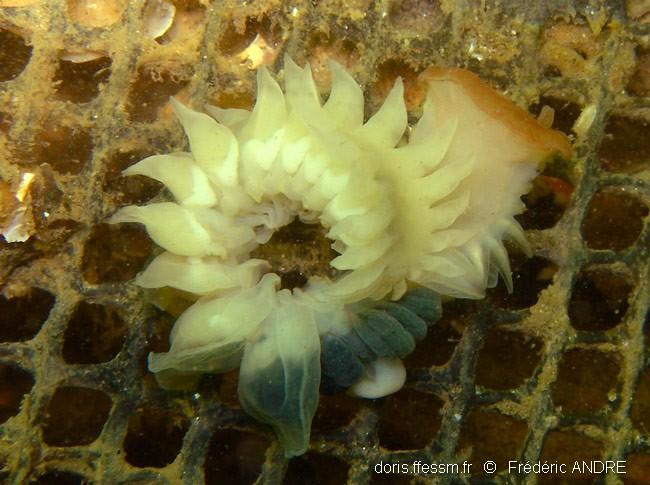 Chaetopterus variopedatus | DORIS