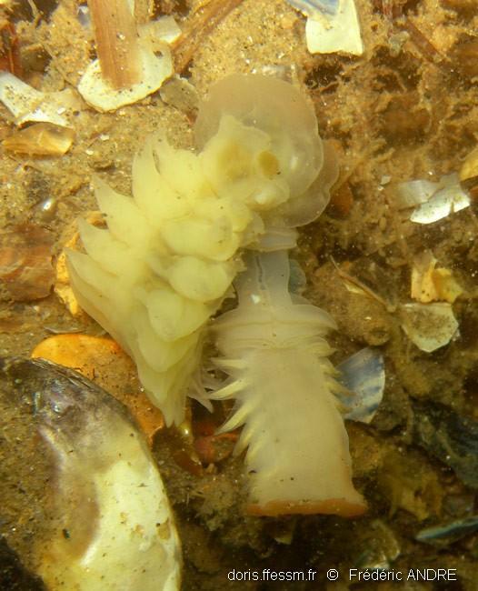 Chaetopterus variopedatus | DORIS