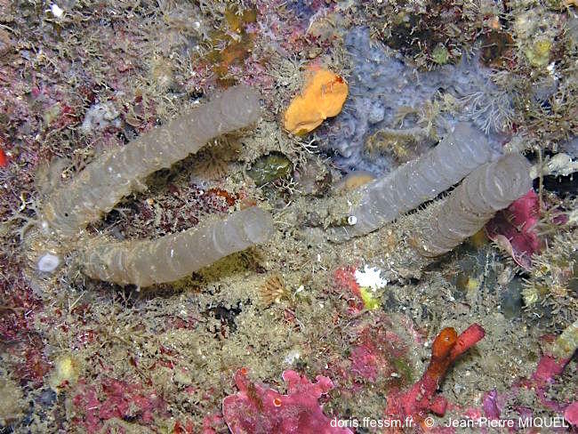 Chaetopterus variopedatus | DORIS