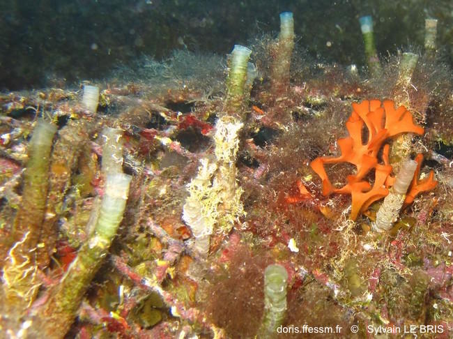 Chaetopterus variopedatus | DORIS