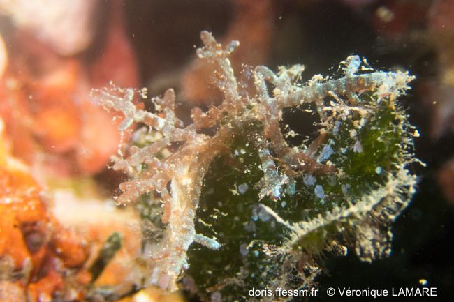 Champia parvula | DORIS