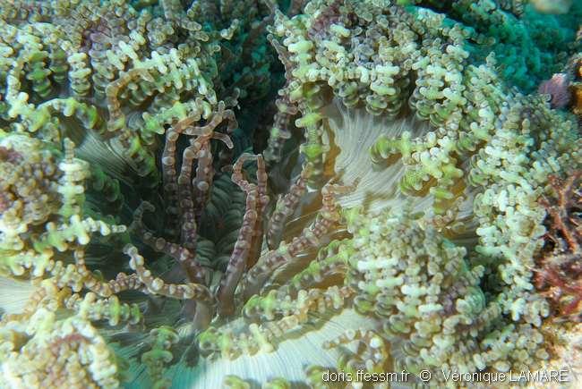 Heteractis aurora | DORIS