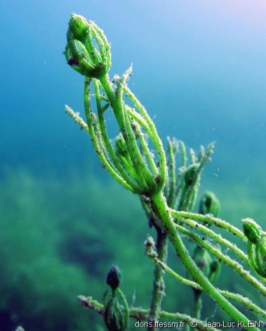 Characeae (famille) | DORIS