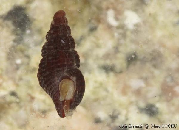 Chauvetia brunnea | DORIS