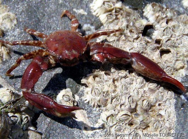 Pisidia longicornis | DORIS