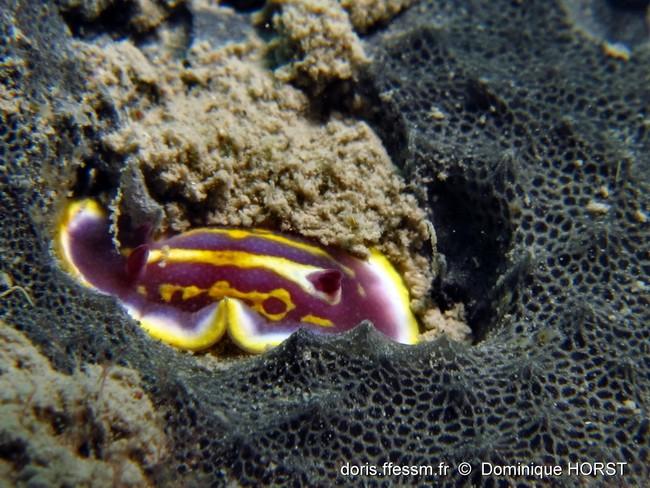 Chelonaplysilla noevus | DORIS