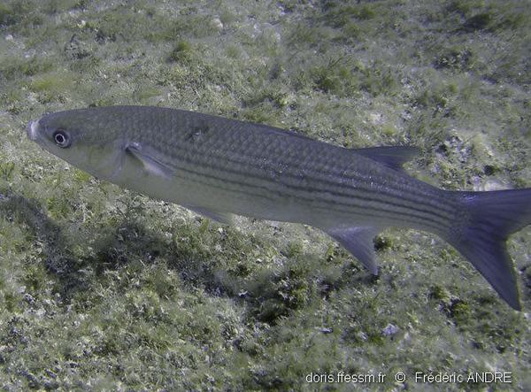 Chelon labrosus | DORIS