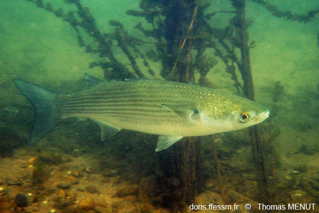 Chelon ramada | DORIS