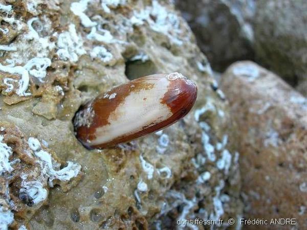 Lithophaga lithophaga | DORIS