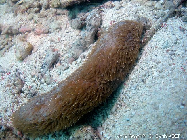 Polyphyllia talpina | DORIS