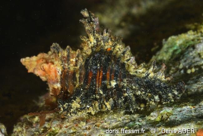 Chicoreus brunneus | DORIS