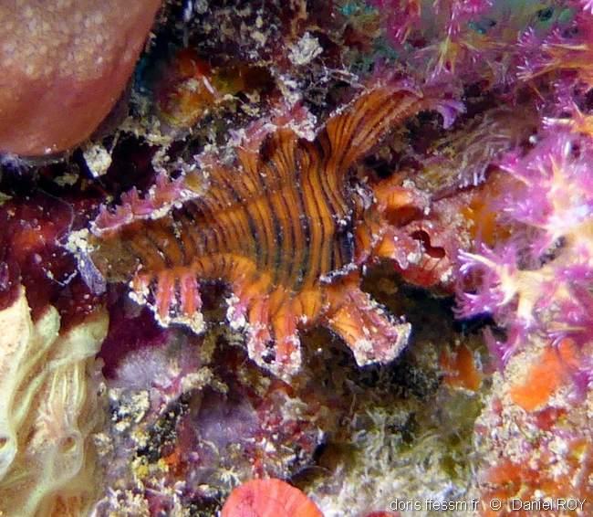 Chicoreus brunneus | DORIS