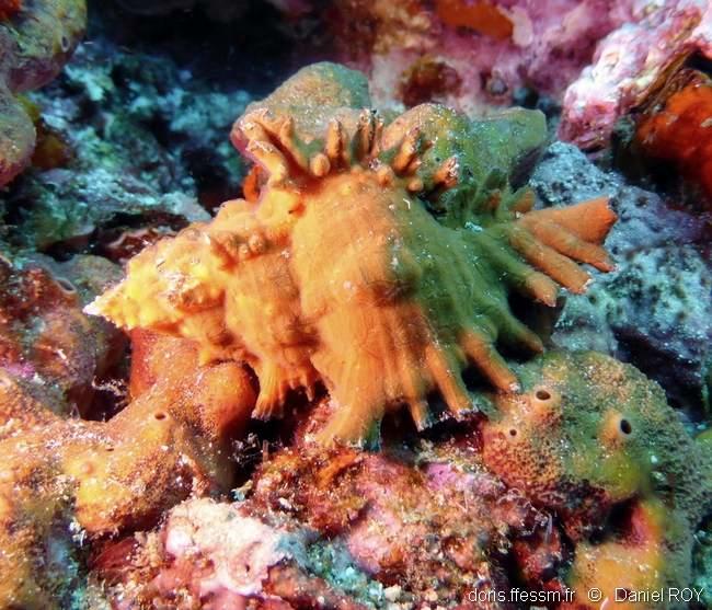 Chicoreus brunneus | DORIS