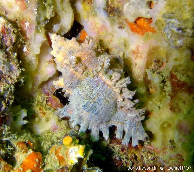 Chicoreus brunneus | DORIS