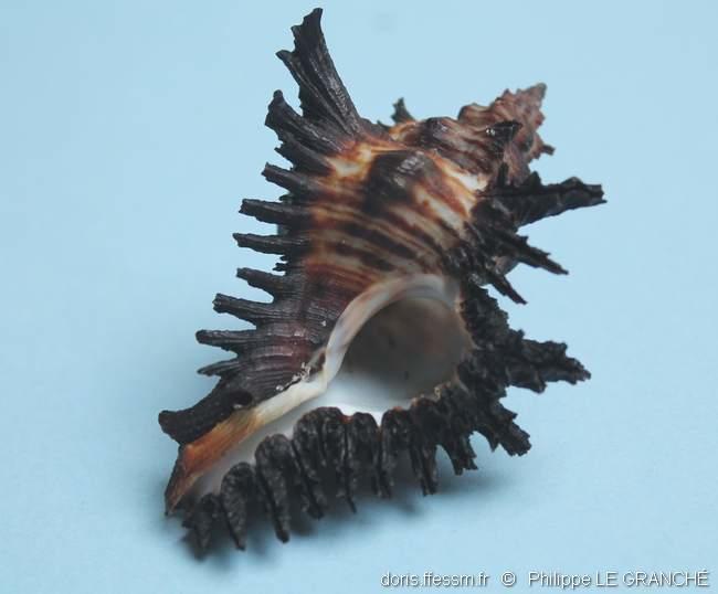 Chicoreus brunneus | DORIS