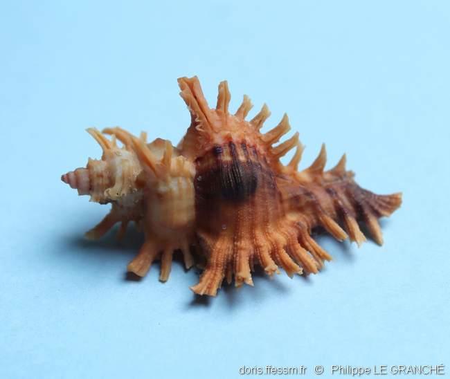 Chicoreus brunneus | DORIS