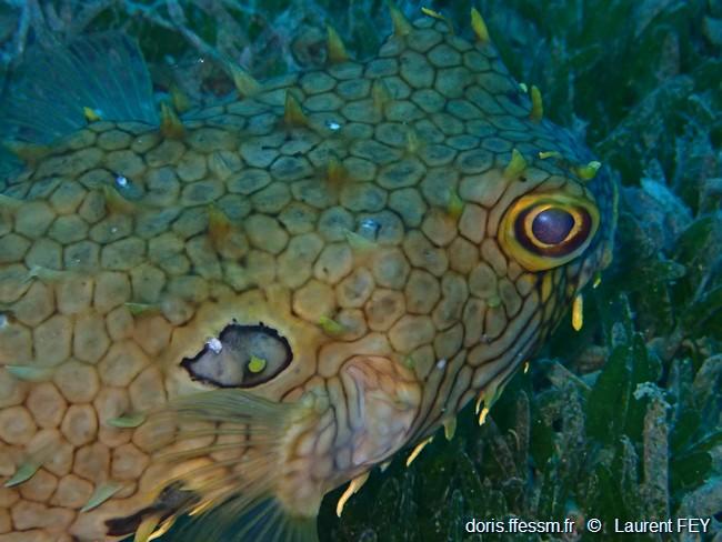 Chilomycterus antillarum | DORIS