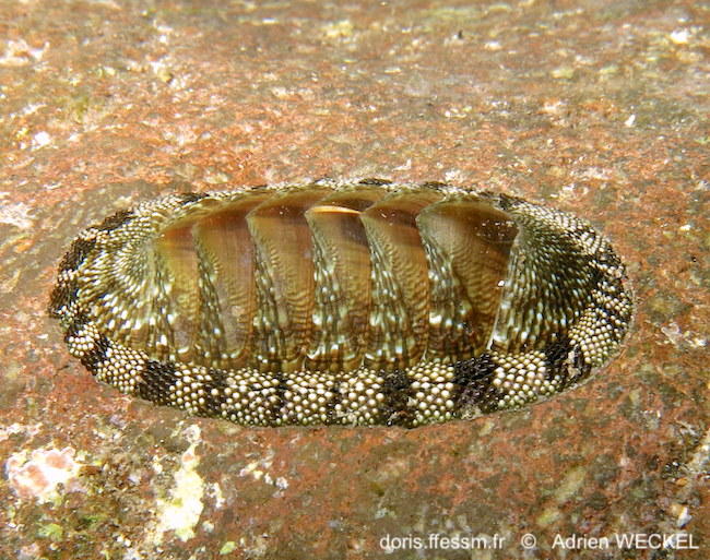 Chiton tuberculatus | DORIS