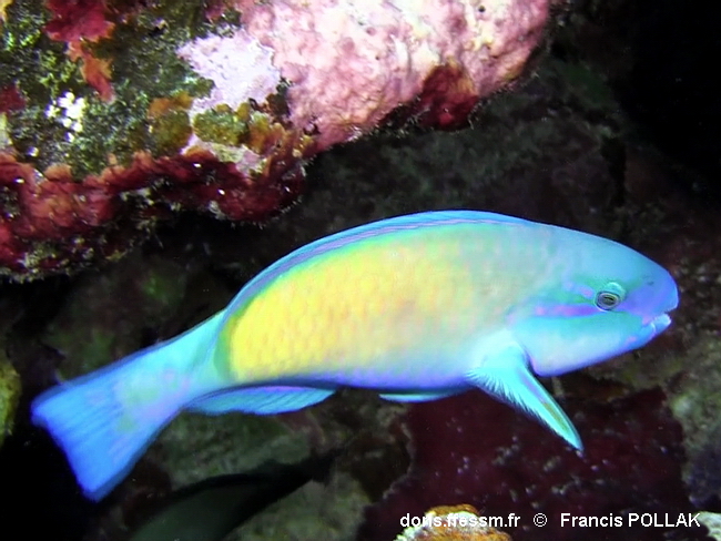 Chlorurus spilurus | DORIS