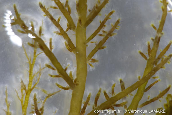 Chondria mediterranea | DORIS