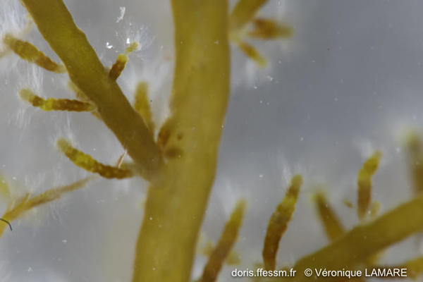 Chondria mediterranea | DORIS