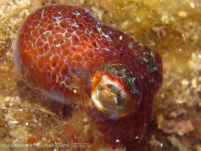 Sepiola rondeletii | DORIS