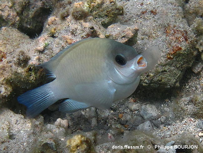Chrysiptera glauca | DORIS