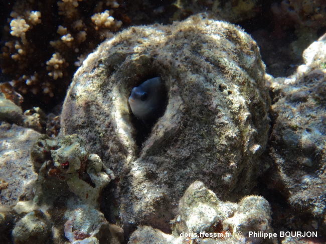 Chrysiptera glauca | DORIS