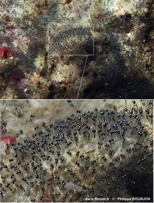 Chrysiptera glauca | DORIS