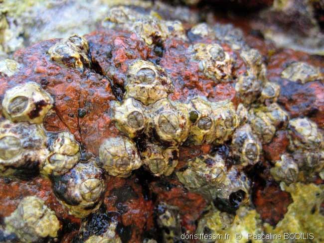 Chthamalus stellatus | DORIS