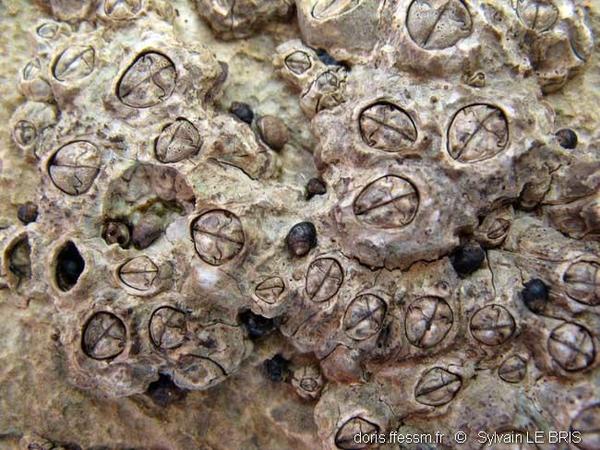 Chthamalus stellatus | DORIS