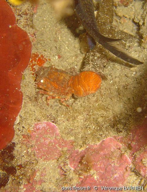 Scyllarus pygmaeus | DORIS