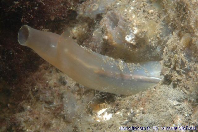 Ciona intestinalis | DORIS