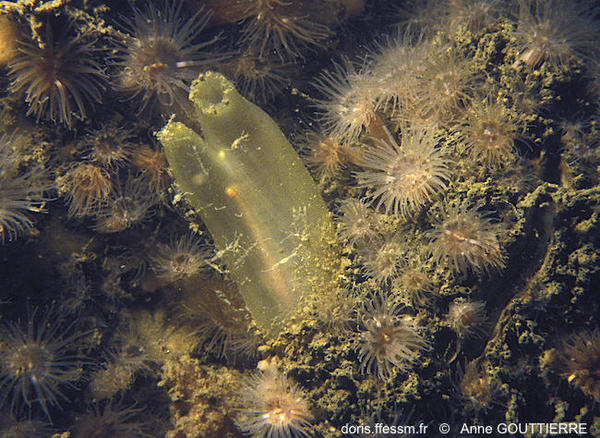 Ciona intestinalis | DORIS